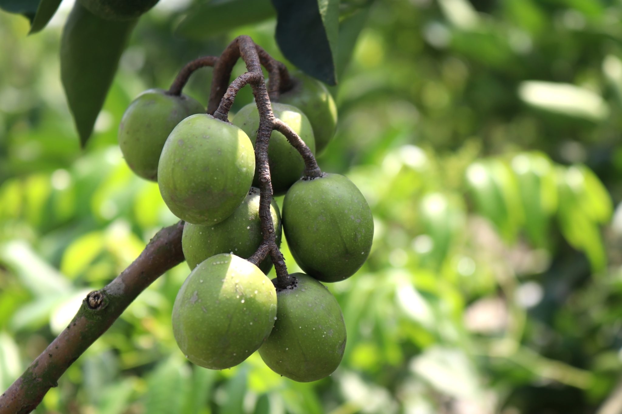 What Are Hog Plums? | Exotic Gourmand