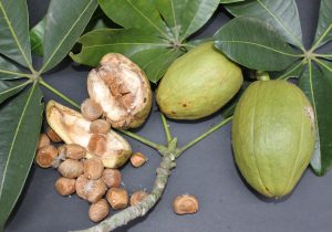 Malabar Chestnuts: The Tropical South American Nut