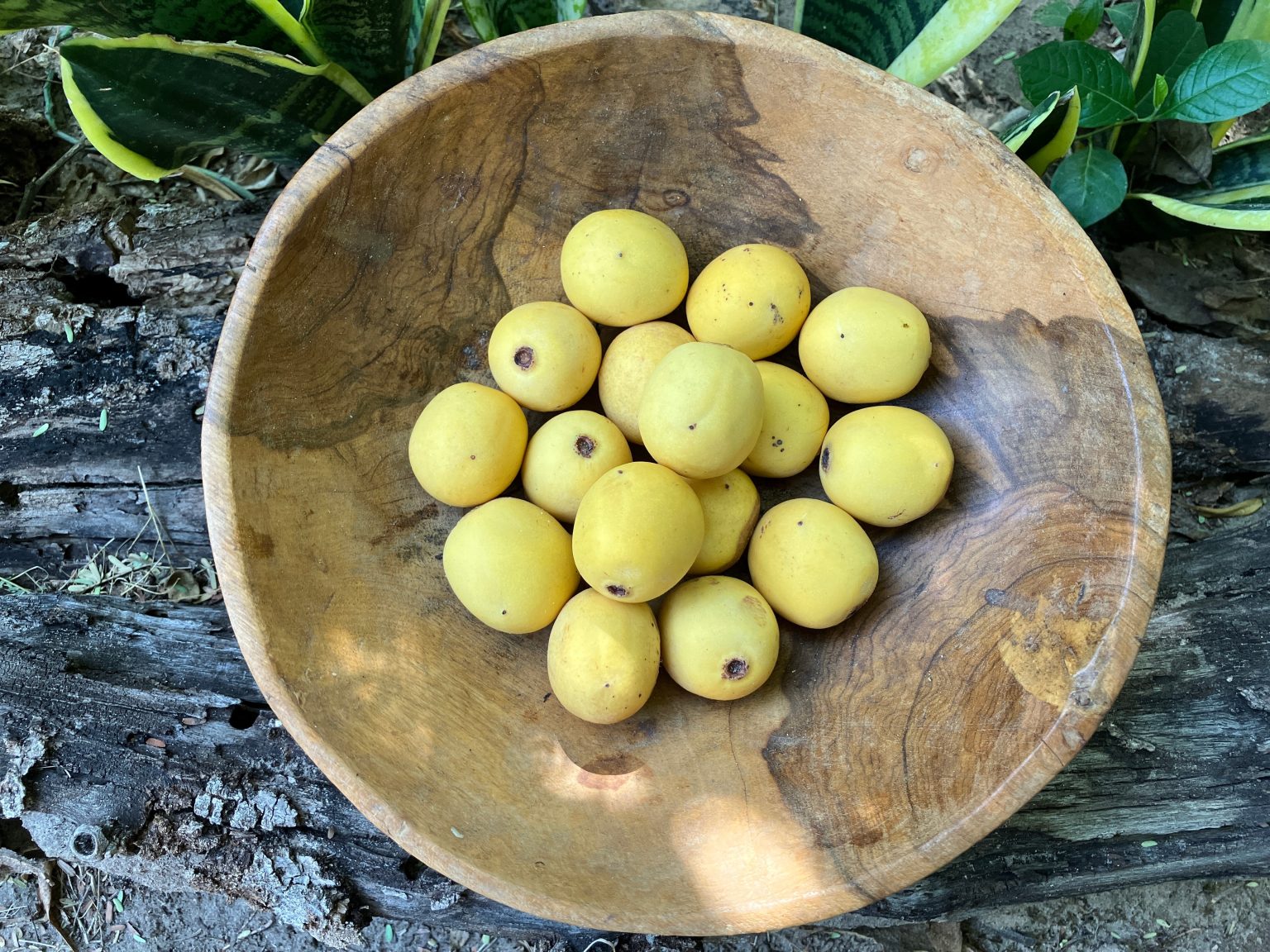 Marula: An Elephant's Favorite Fruit | Exotic Gourmand