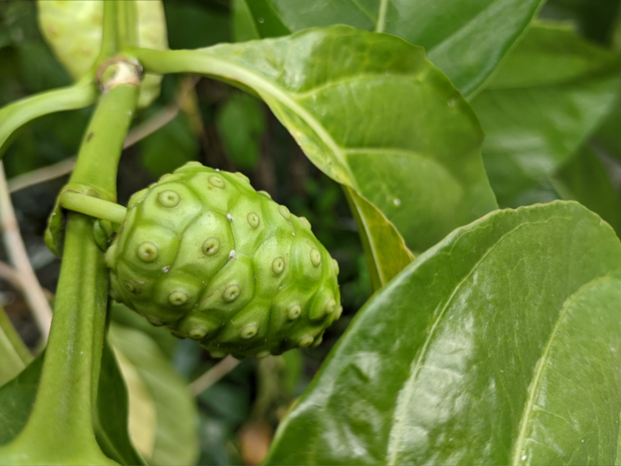 Noni Fruit: The Polynesian “Vomit Fruit” | Exotic Gourmand