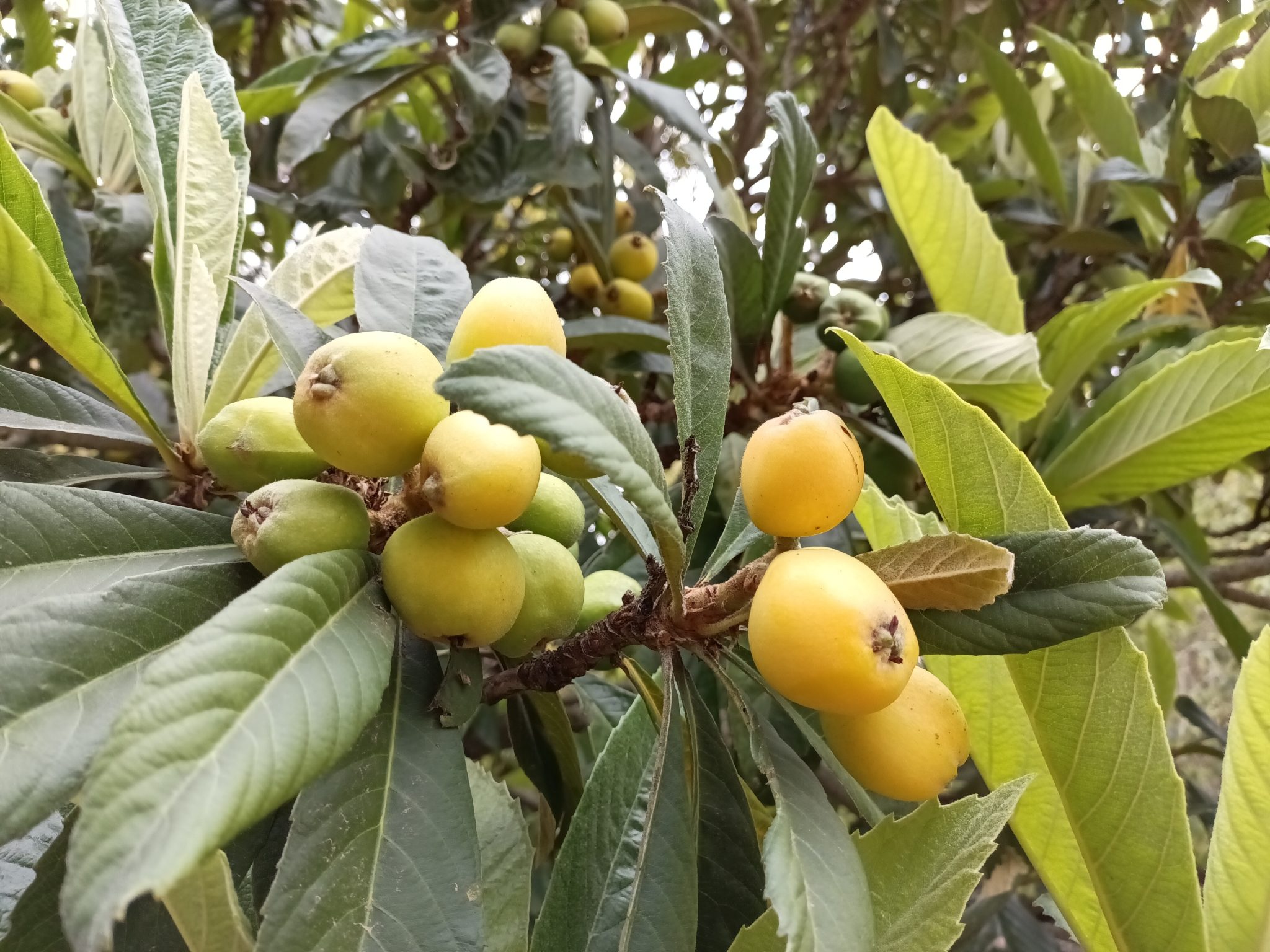 Loquat: The Popular Japanese Drupe | Exotic Gourmand