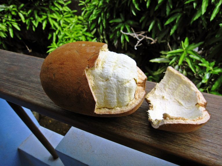 Cupuaçu: The Fruit That Melts Like Butter | Exotic Gourmand