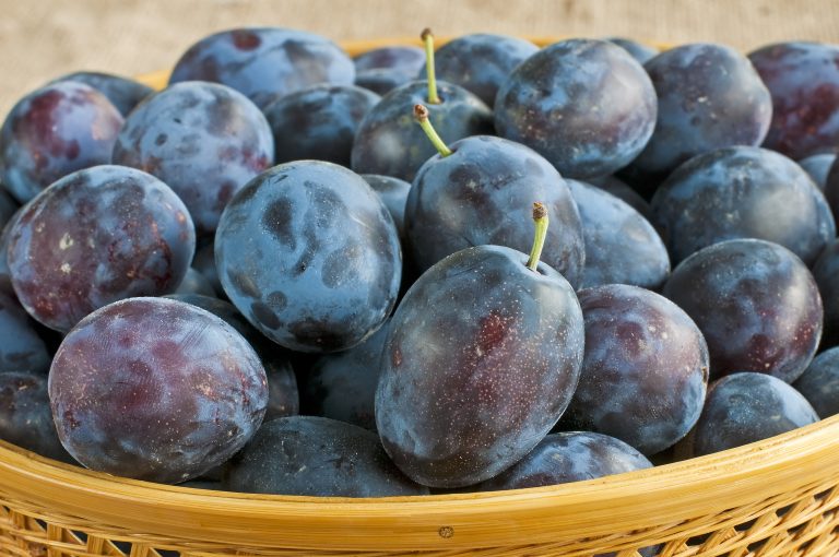 Damson Plums: The Spicy And Astringent Drupes